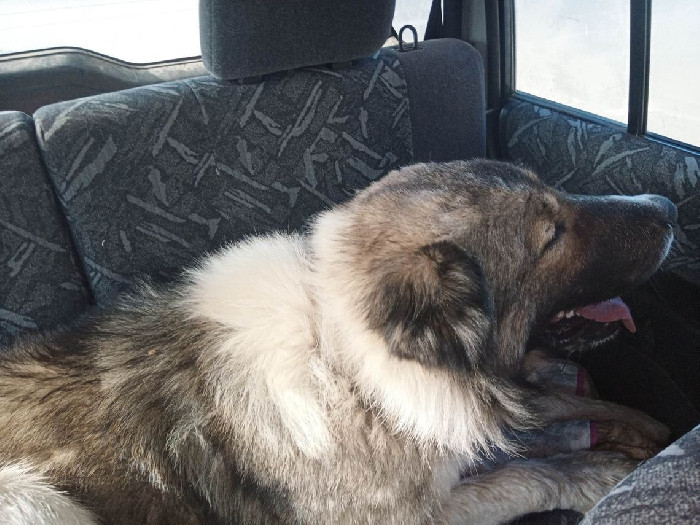 What Became of the Dog That Killed Matit (and What It Means for Kalavan ...